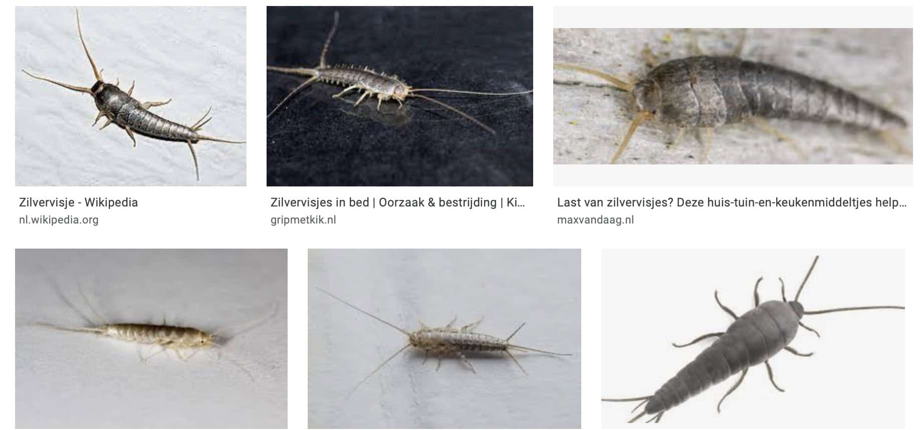 Zilvervisjes? Wat zijn zilvervisjes en hoe kom je ervan af?